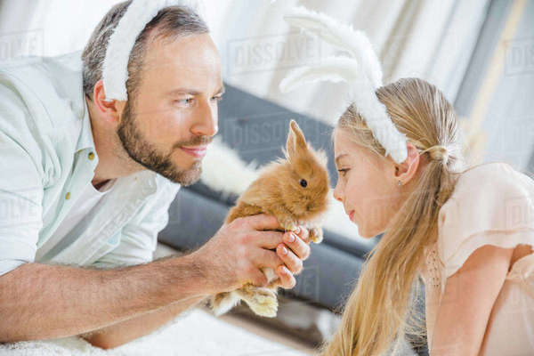 Portrait of father and daughter in bunny ears playing with cute rabbit ...