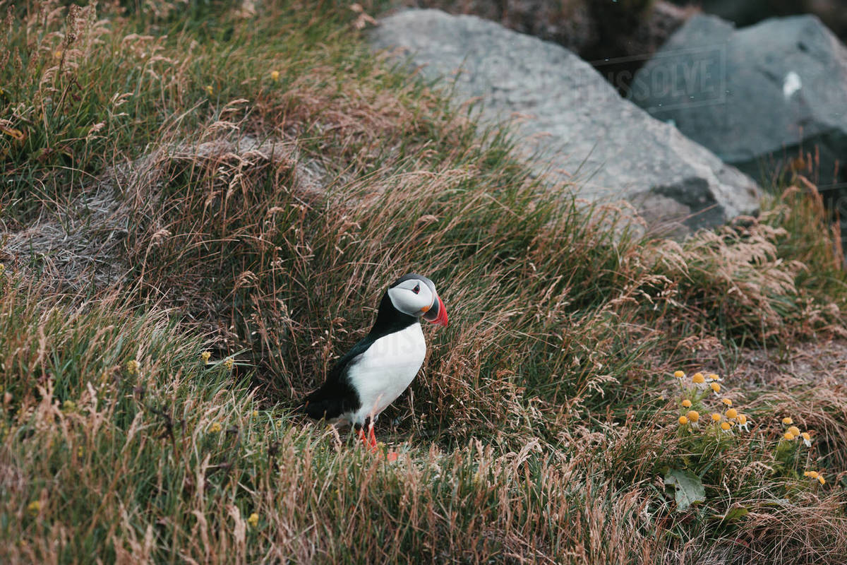 Beautiful puffin bird standing on grass, vik dyrholaey, reynisfjara ...