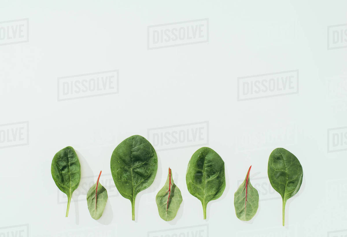 Beautiful fresh green leaves in a row isolated on grey background ...