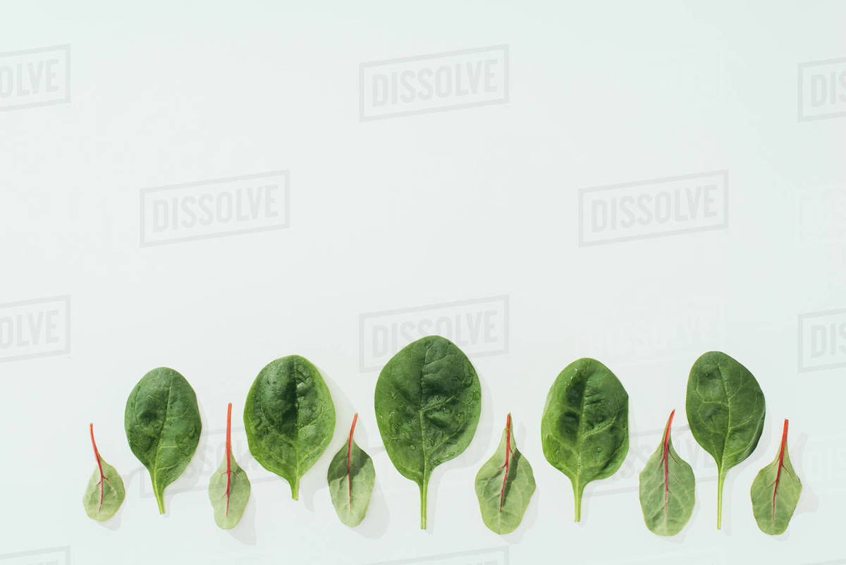 Close-up view of beautiful fresh green leaves in a row isolated on grey ...