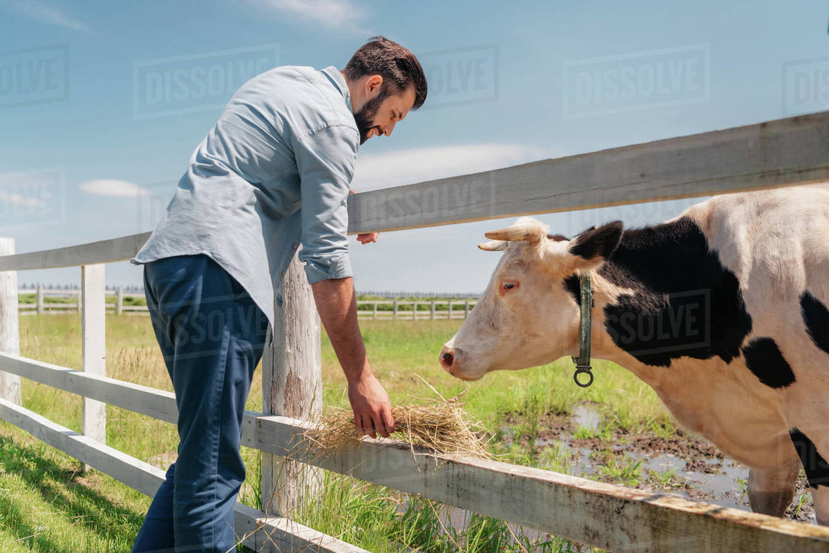 Bearded man standing at wooden fence and feeding cow on farmland ...