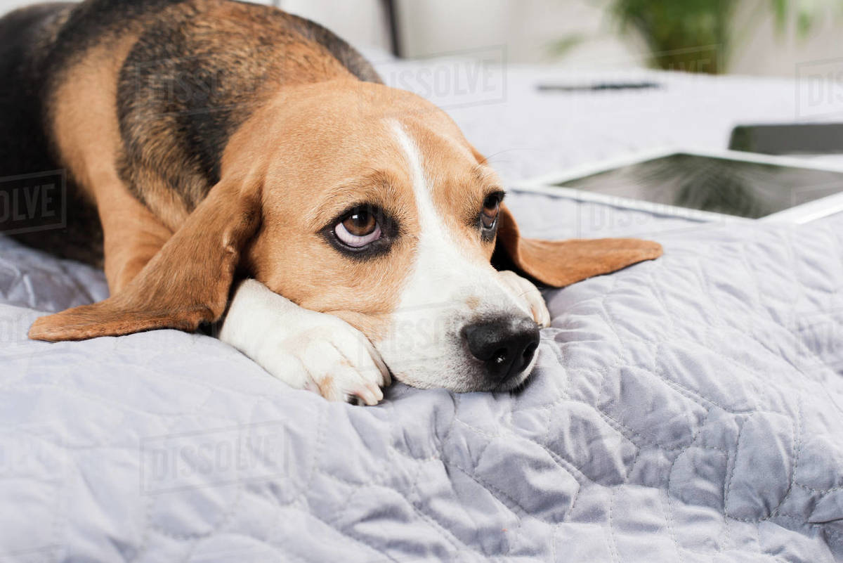 upset beagle dog lying on bed with digital devices - Royalty-free Stock ...