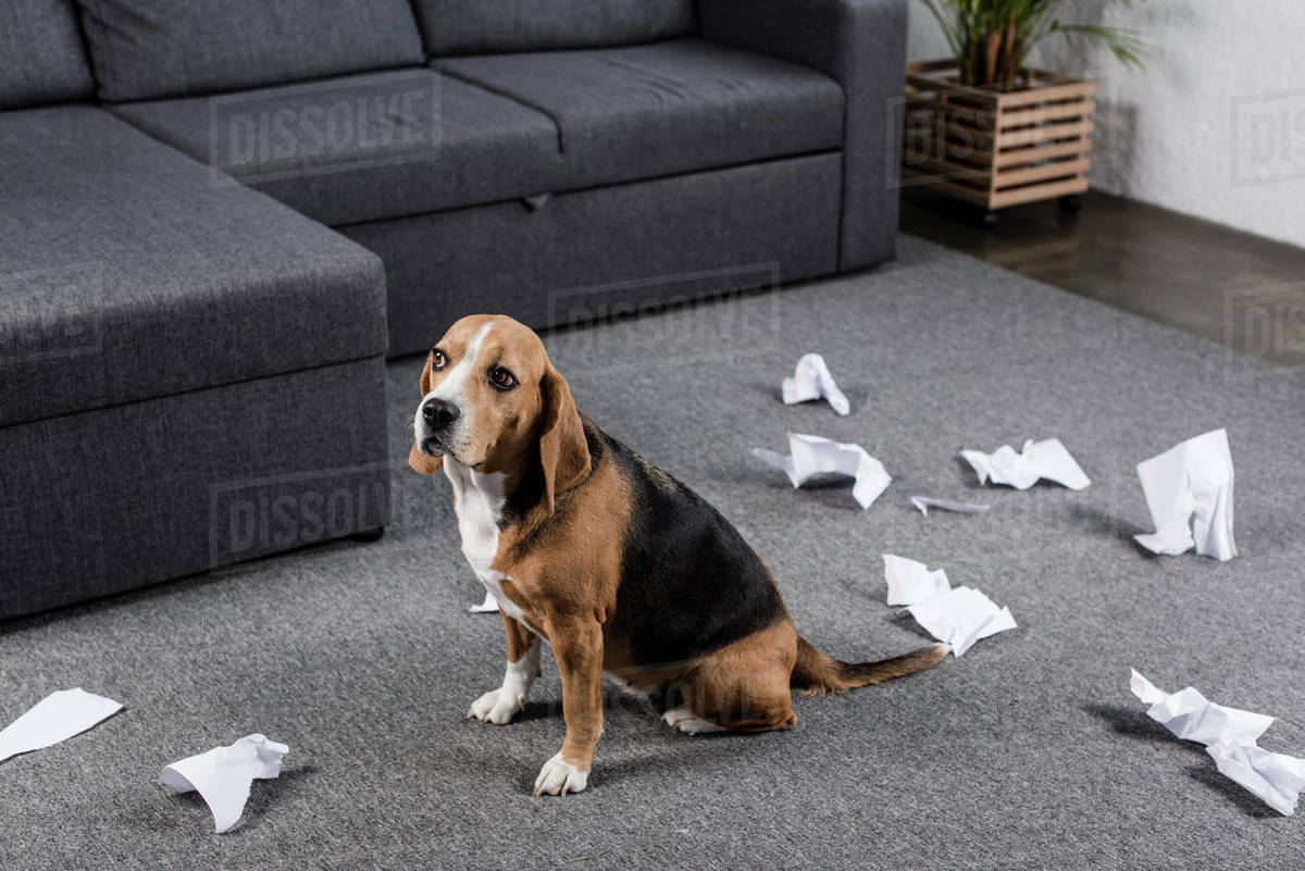 guilty beagle dog with torn paper sitting on floor at home - Royalty ...