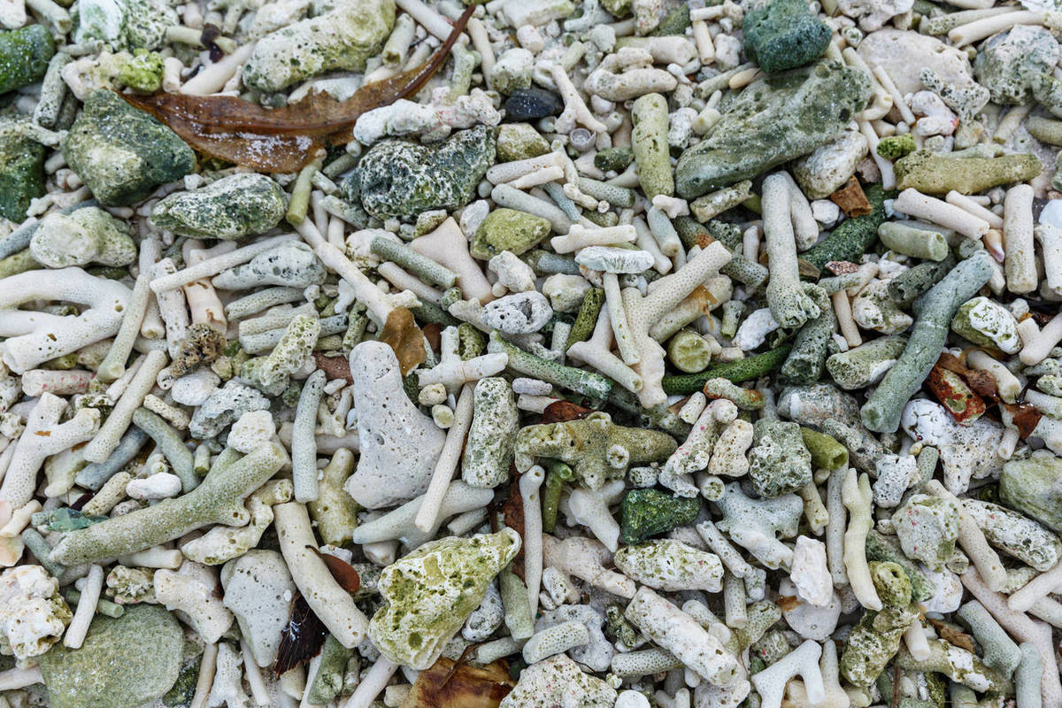 Close up view of various sea stones and rocks, maldives, thoddoo ...