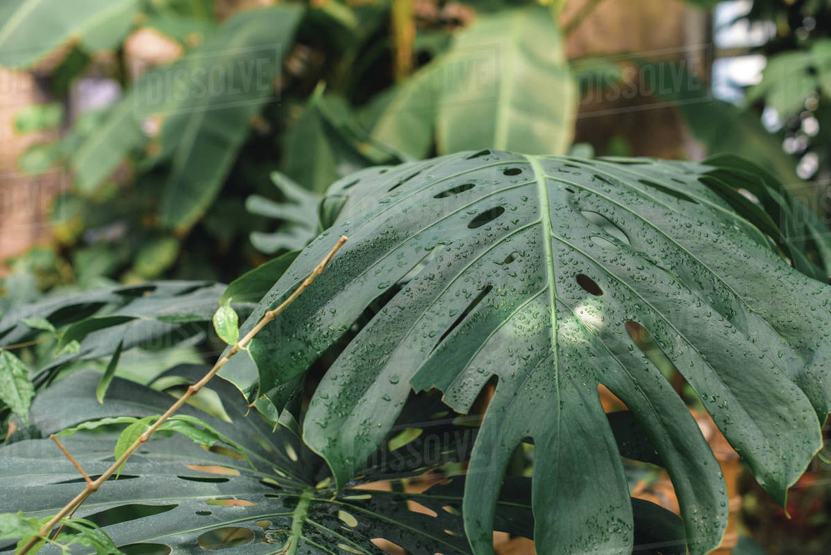 Close up of green monstera leaves in tropical garden - Royalty-free ...