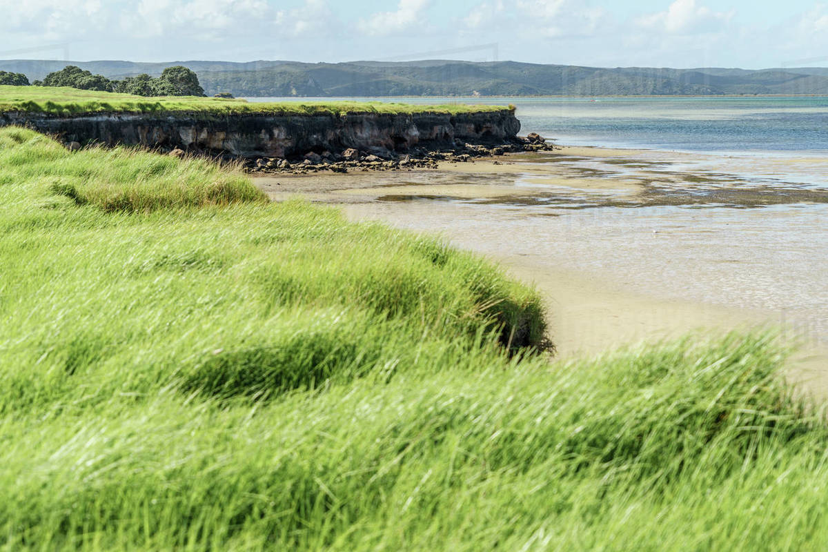 Grass field on cliff over seashore, Spirits Bay, New Zealand - Royalty ...