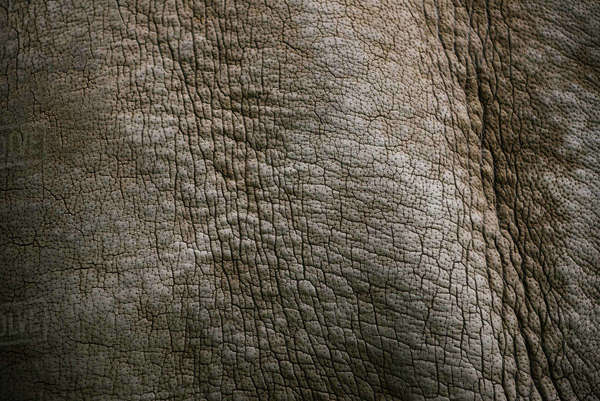 Full frame image of white rhino skin background - Stock Photo - Dissolve
