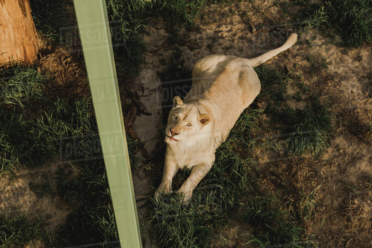 High angle view of lioness laying on grass and looking at camera at zoo ...