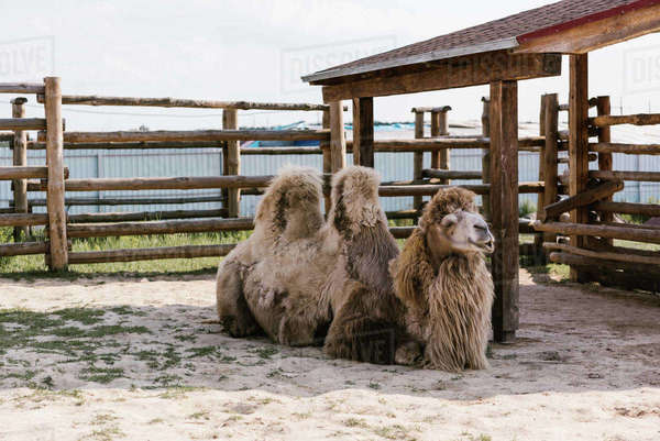 Front view of two humped camel sitting on ground in corral at zoo ...