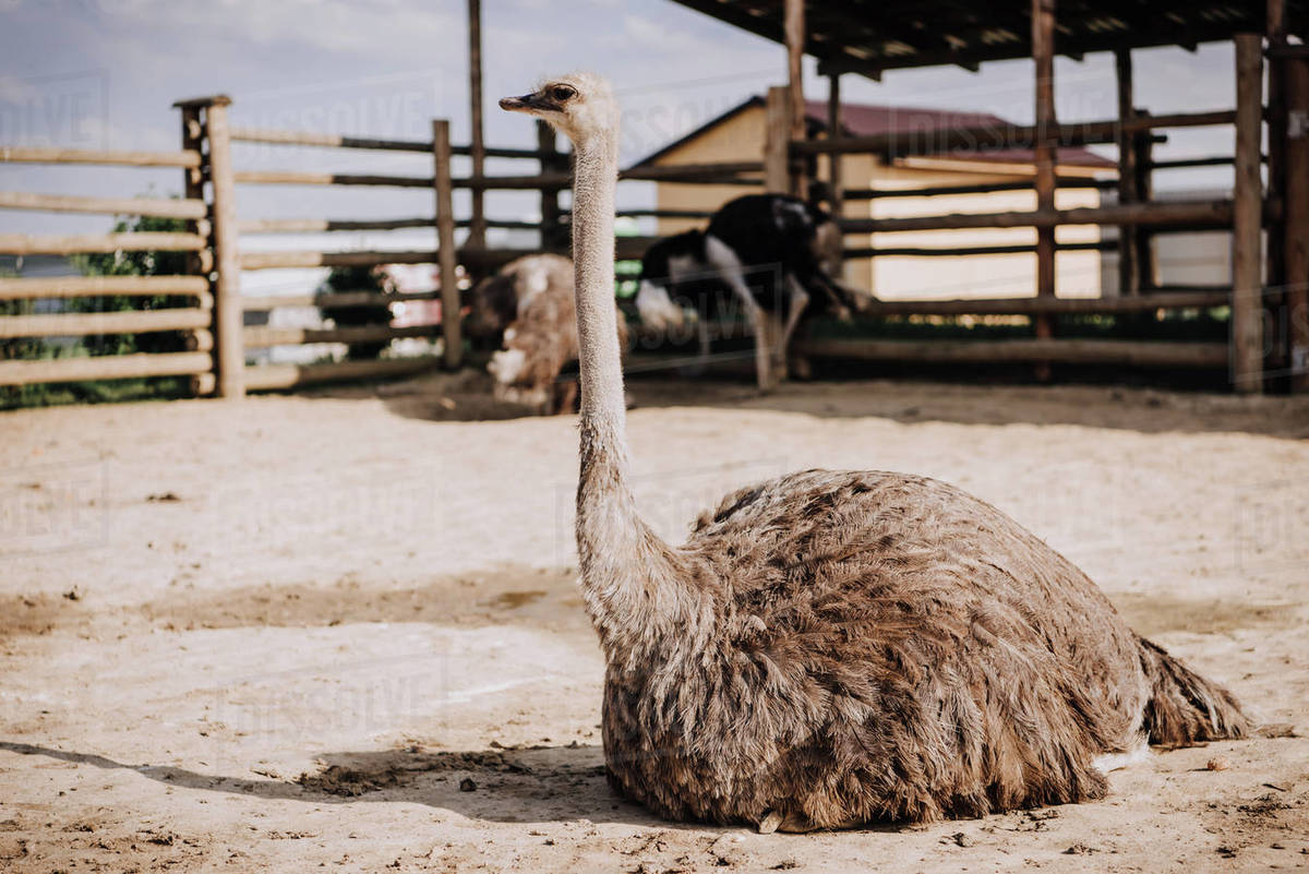 Close-up image of ostrich sitting on ground in corral at zoo - Royalty ...
