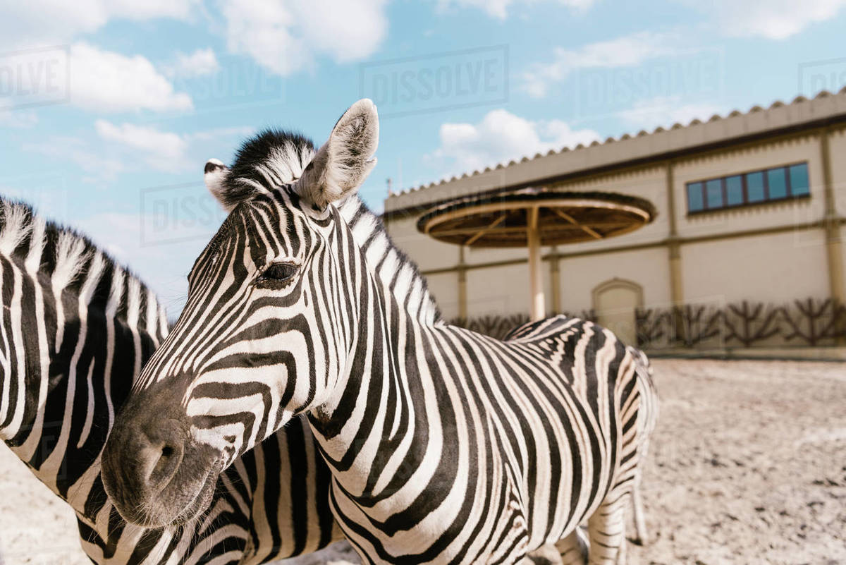 Close up view of two zebras grazing in corral at zoo - Royalty-free ...