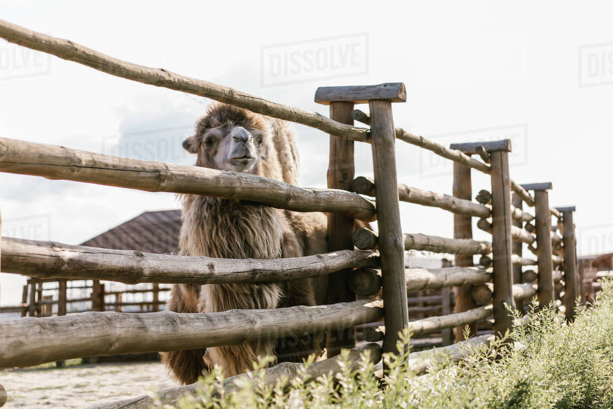 Front view of camel standing near wooden fence in corral at zoo ...