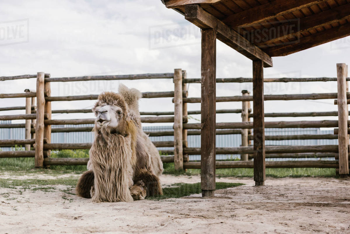 Front view of two humped camel sitting on ground in front of wooden ...
