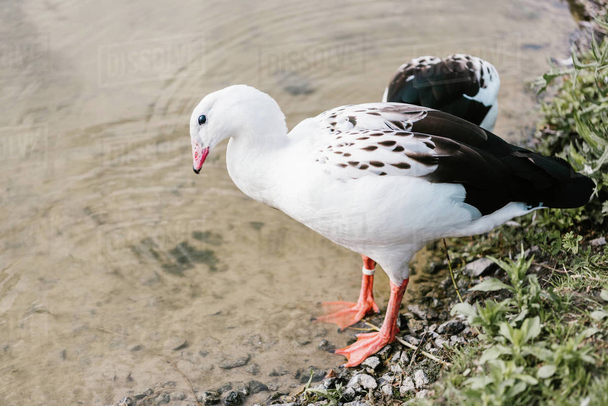 High angle view of andean goose standing on coast near water at zoo ...