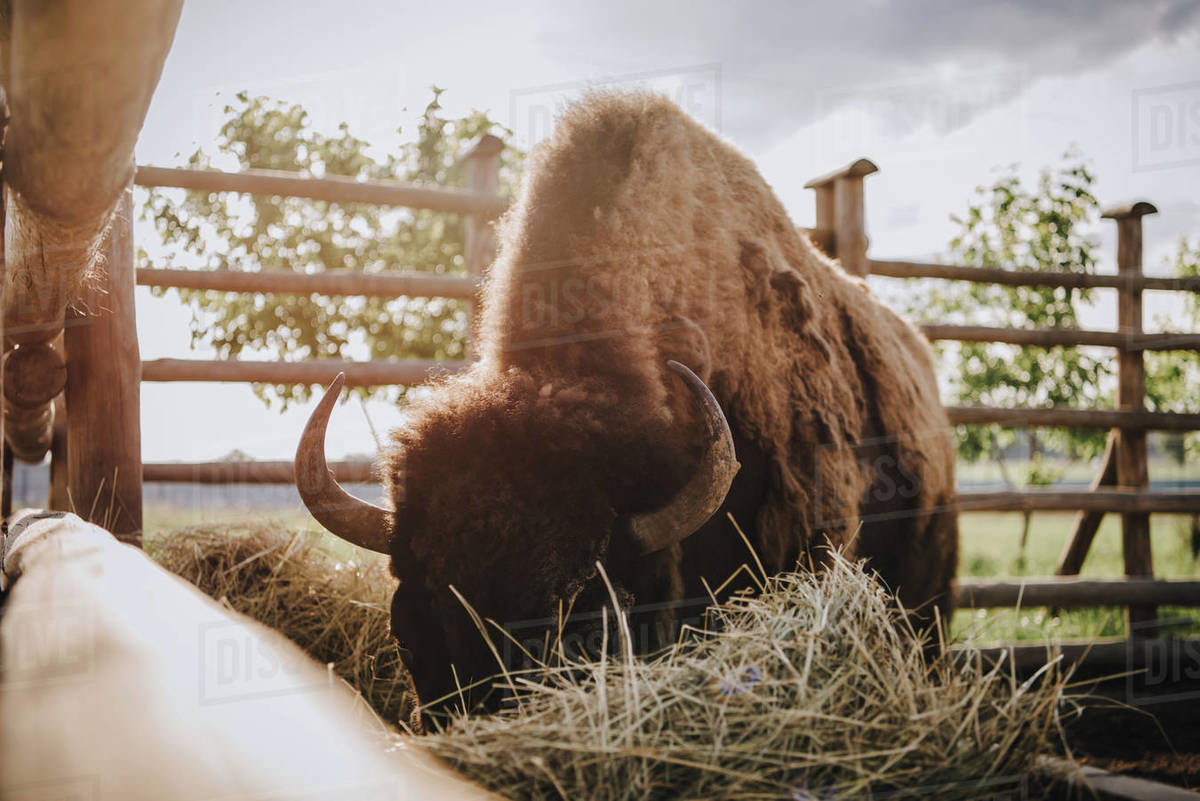 Close up view of bison eating dry grass in corral at zoo - Royalty-free ...