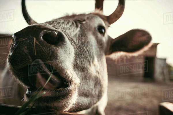 Close up shot of cow muzzle on blurred background at zoo - Stock Photo ...