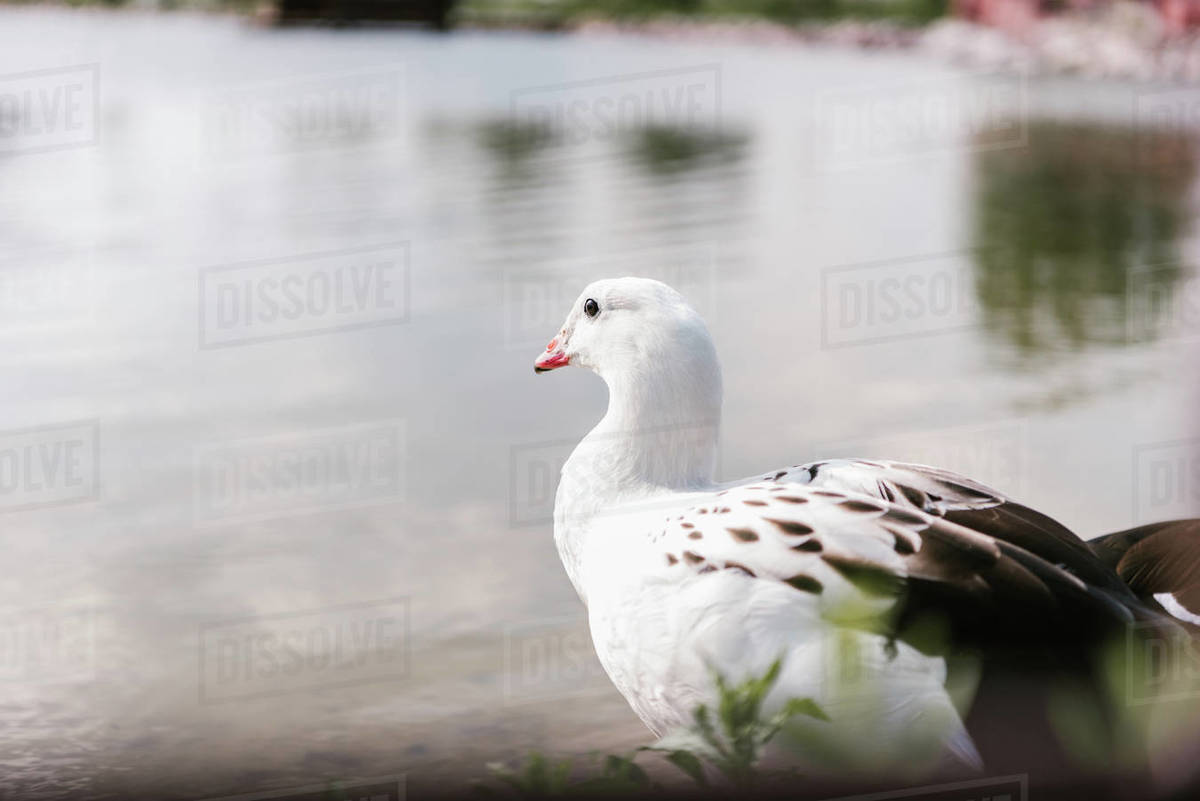 Close up view of andean goose sitting near water surface at zoo ...