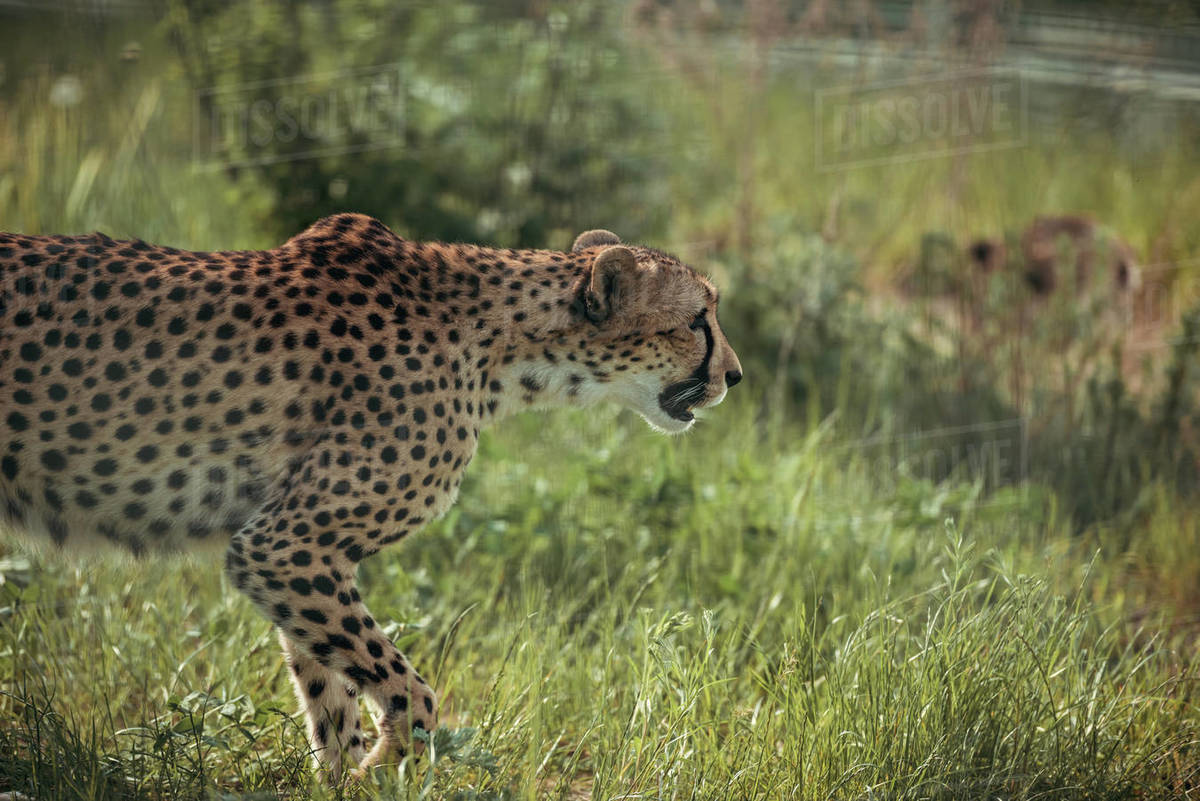Close up view of beautiful cheetah animal at zoo - Royalty-free Stock ...