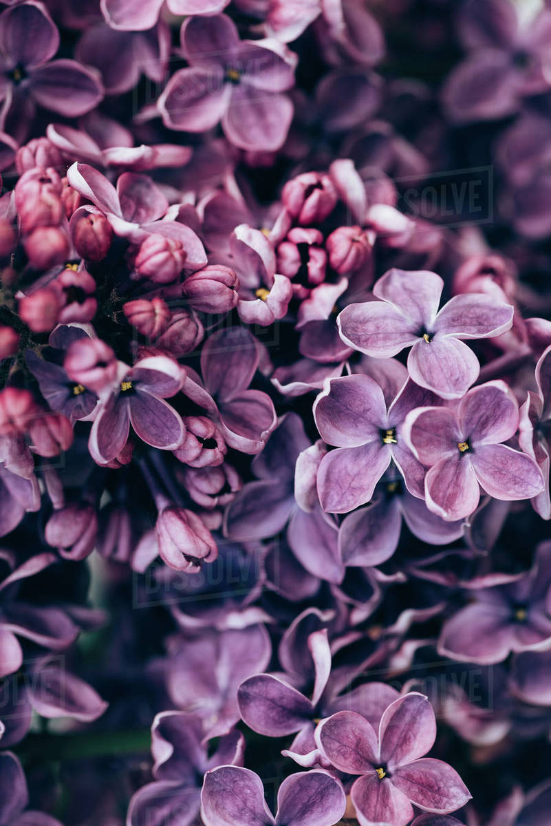 full frame image of purple lilac bloom background - Stock Photo - Dissolve