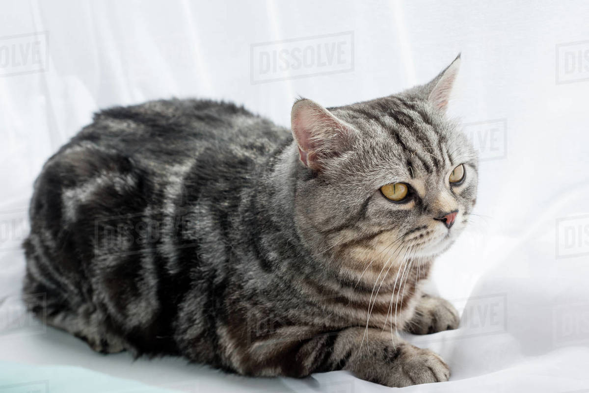 close-up shot of adorable scottish straight cat lying on windowsill ...