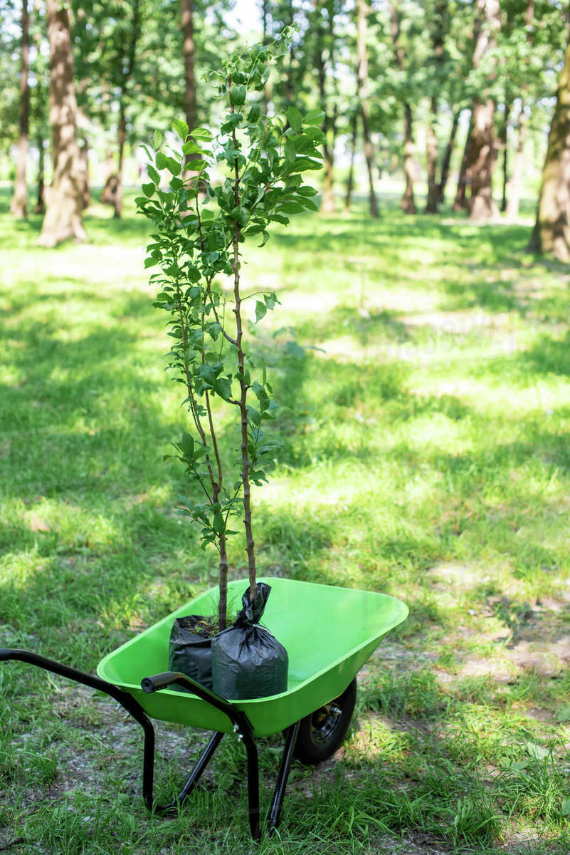 Two trees for seedling in wheelbarrow in park - Stock Photo - Dissolve
