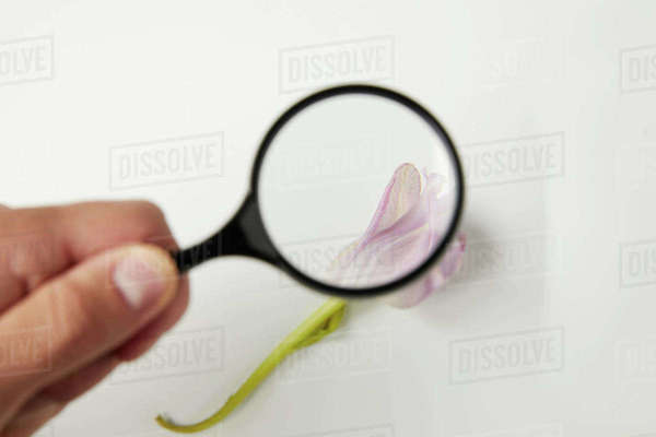 Close-up view of person looking through magnifying glass at tender pink ...