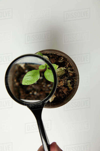 Top view through magnifying glass at green plant in pot on grey - Stock ...