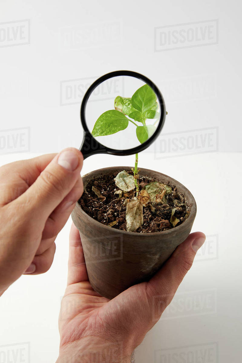 Close-up partial view of person holding magnifying glass and green ...