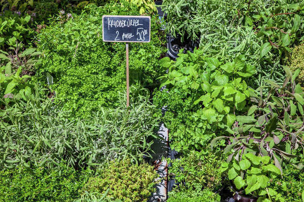 Close up view of various types of green plants with little flowers and ...