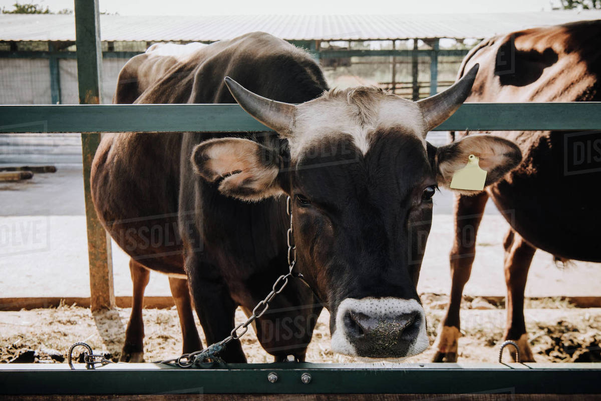 Portrait of domestic beautiful cow standing in stall at farm - Royalty ...
