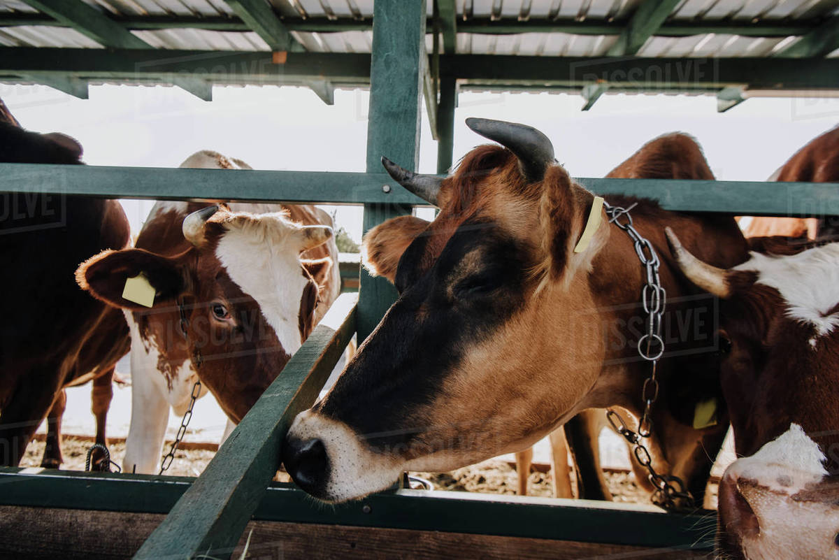 Close up view of domestic beautiful cows standing in stall at farm ...