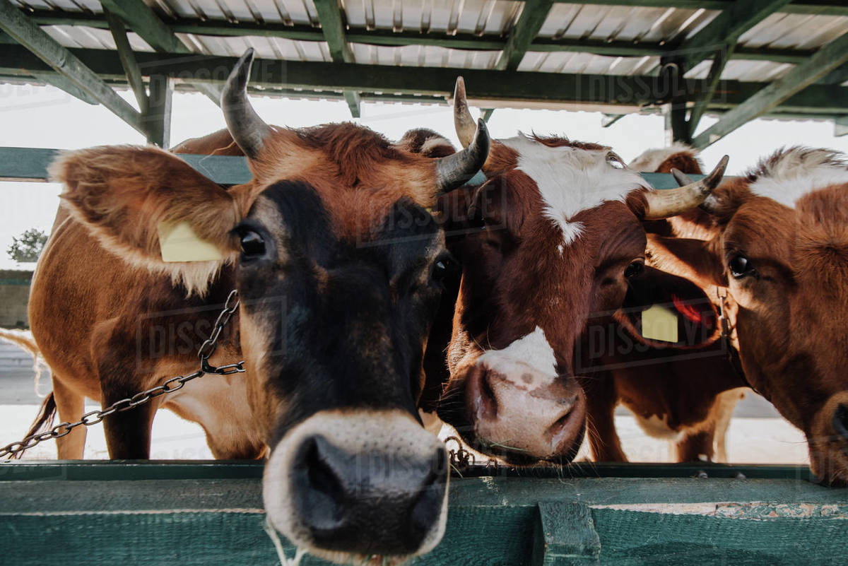Close up portrait of domestic beautiful cows standing in stall at farm ...