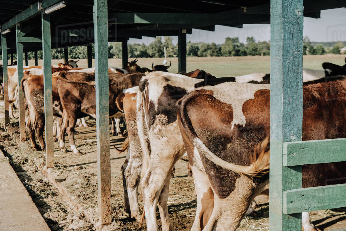 Rear view of domestic beautiful cows standing in stall at farm ...