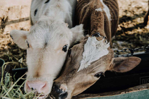 High angle view of adorable calves eating hay in barn at farm - Royalty ...