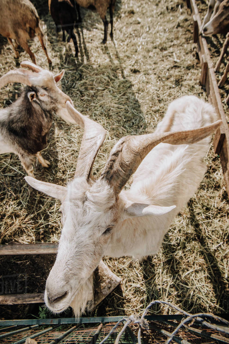 High angle view of goats grazing in corral at farm - Royalty-free Stock ...