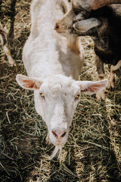 High angle view of goats grazing in corral at farm - Royalty-free Stock ...