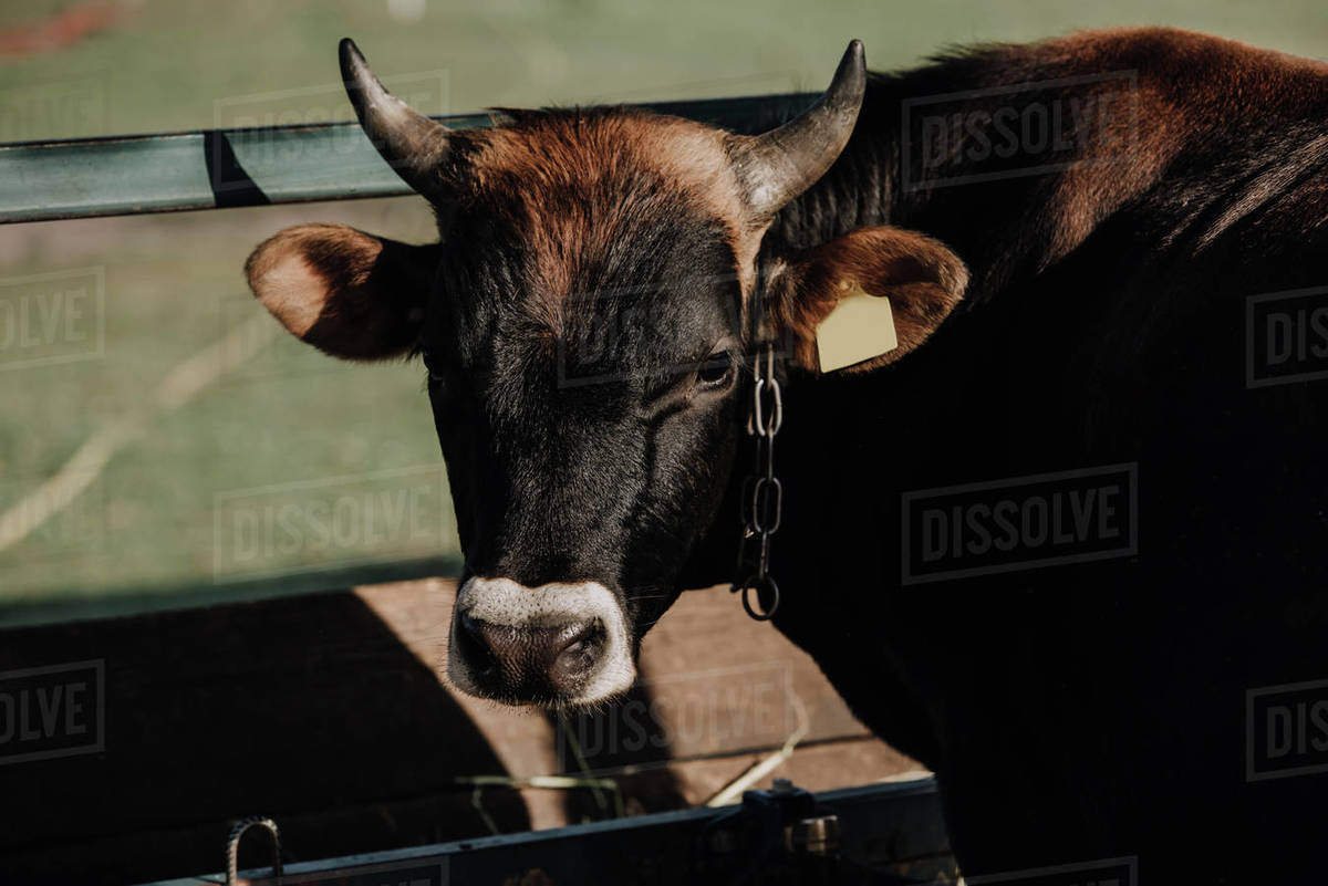 Portrait of domestic beautiful cow standing in stall at farm - Royalty ...