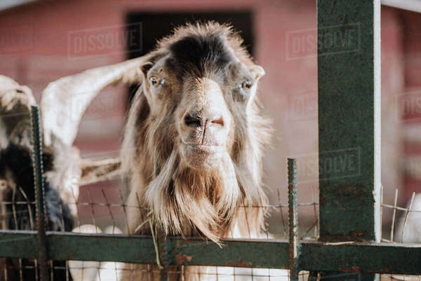 Selective focus of camel standing in stall at farm - Royalty-free Stock ...