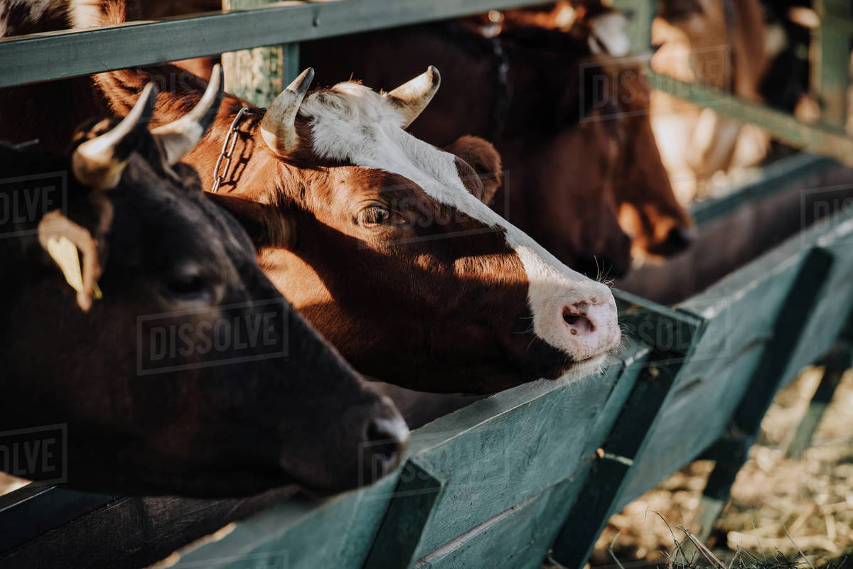 Close up view of domestic beautiful cows standing in stall at farm ...