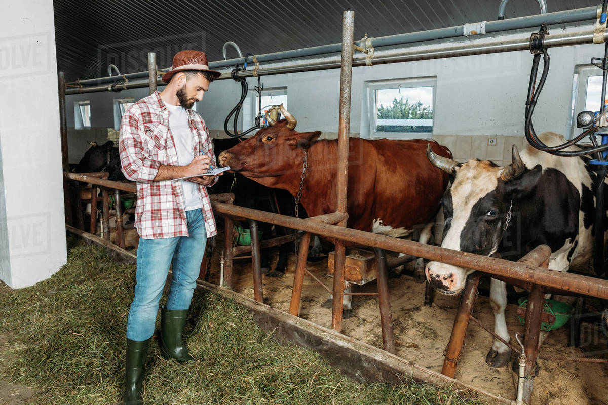 handsome bearded farmer in hat taking notes while standing near cows in ...