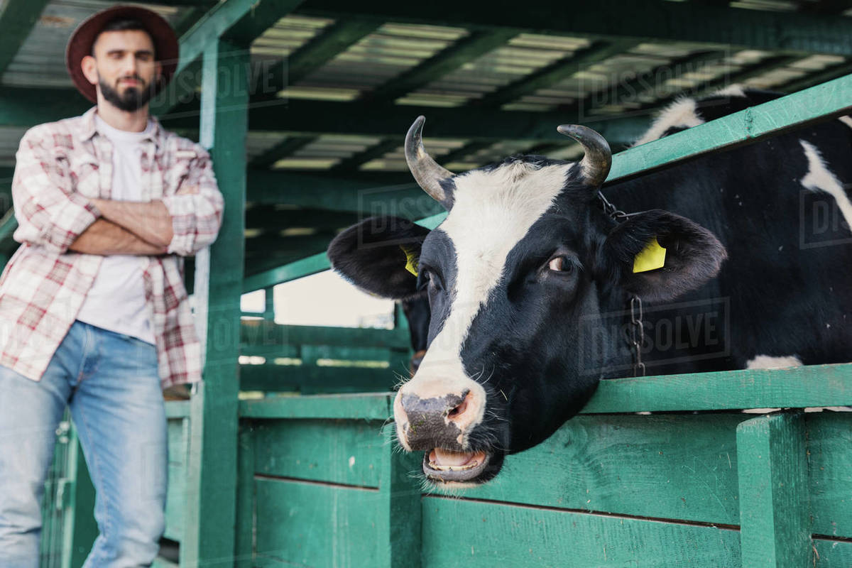 bearded farmer in hat looking at cow standing in stall at farm ...