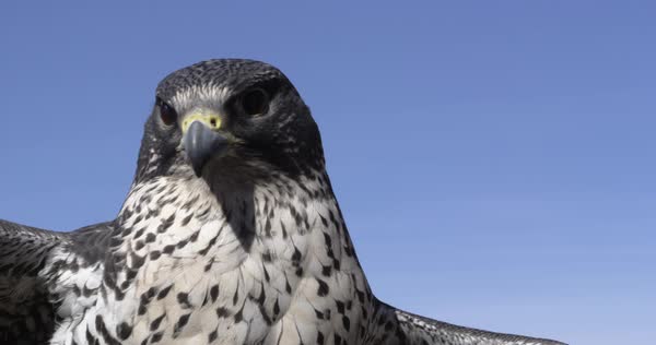 A Peregrine Falcon blinks, exposing a third eyelid, while scanning the ...