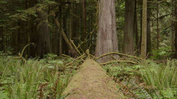 Objective shot of a forest showing tree trunks and green plants - Stock ...