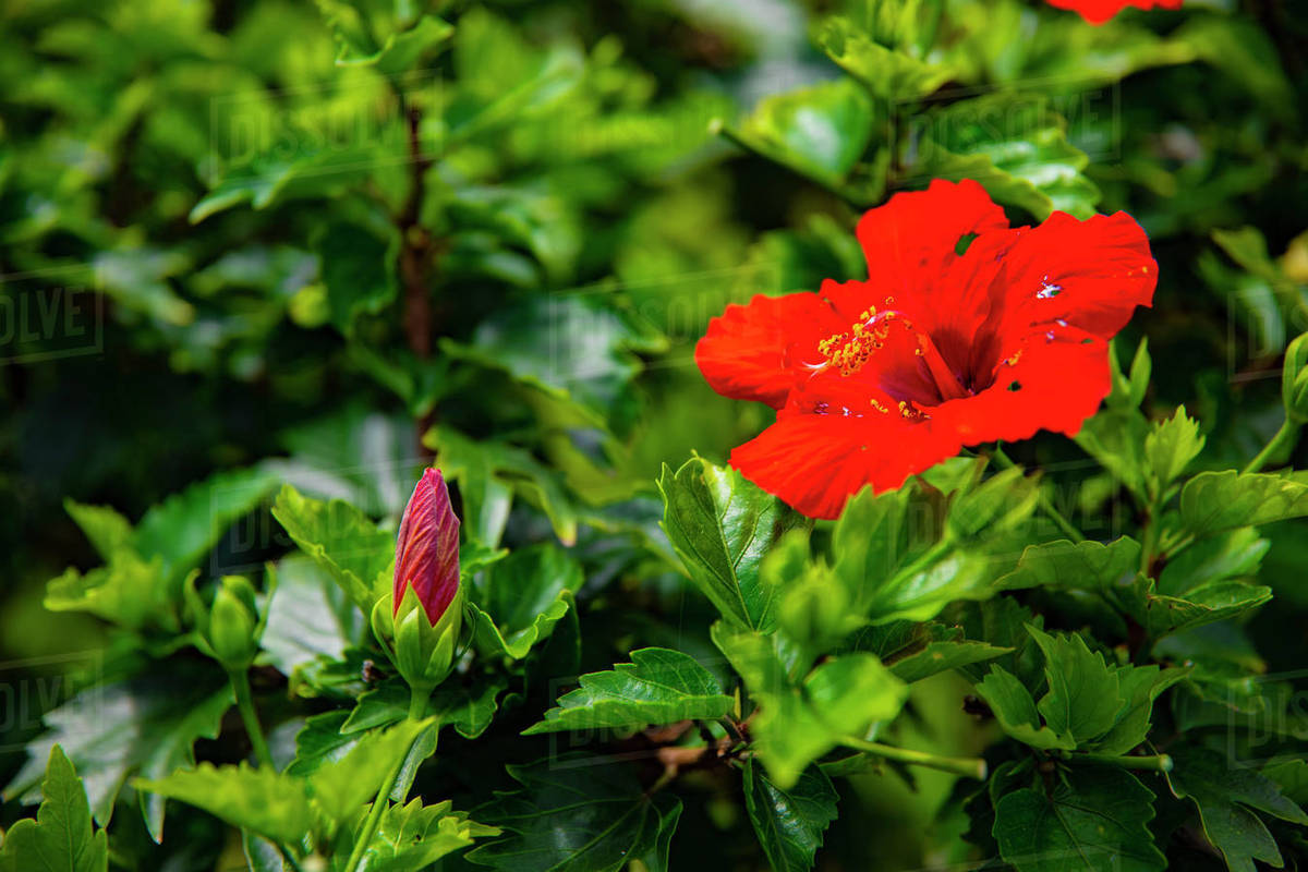 Hibiscus flower near the blue beach. Amami oshima district Naze ...