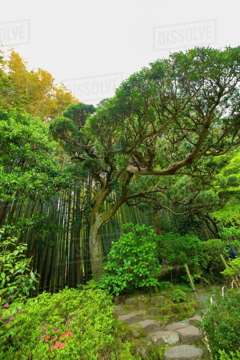 Bamboo forest at the traditional guarden. Kamakura district Kanagawa ...