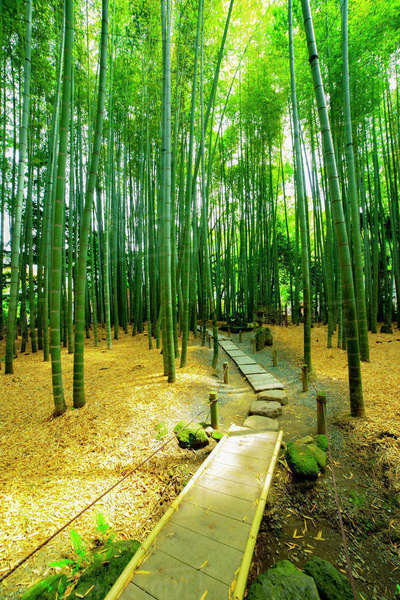 Bamboo forest at the traditional guarden. Kamakura district Kanagawa ...