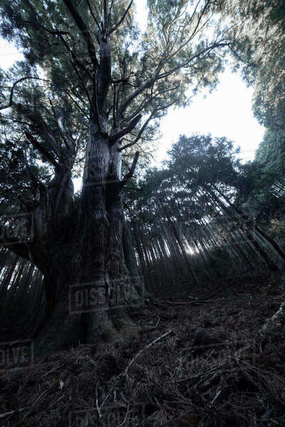 A Japanese big cedar tree in the mysterious forest daytime - Stock ...