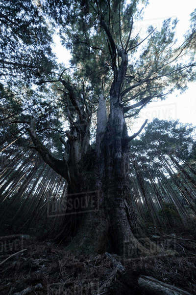 A Japanese big cedar tree in the mysterious forest daytime - Stock ...