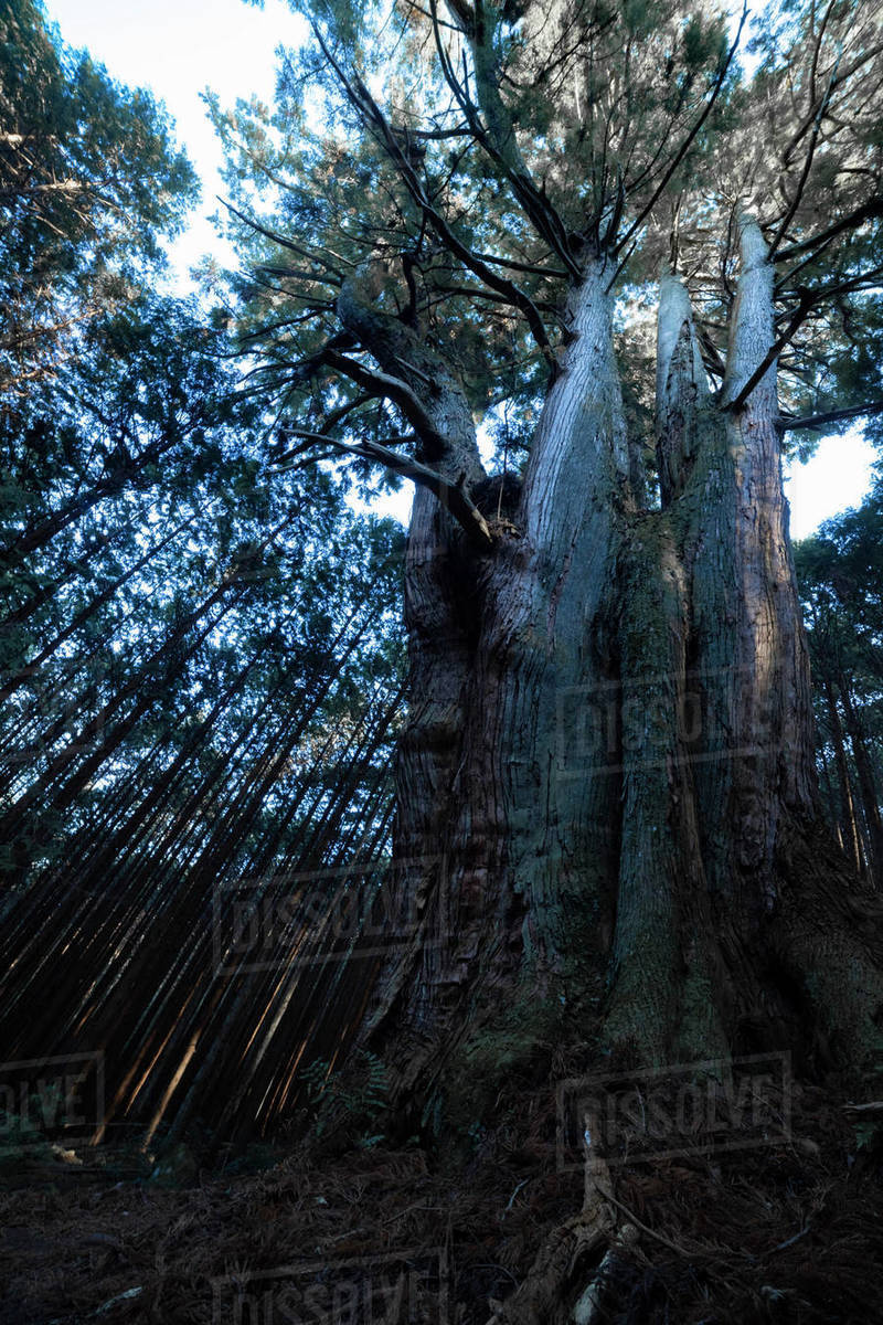 A Japanese big cedar tree in the mysterious forest daytime - Stock ...