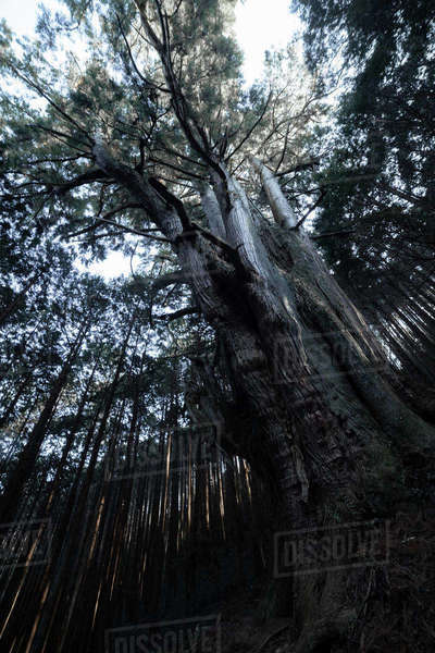 A Japanese big cedar tree in the mysterious forest daytime - Stock ...